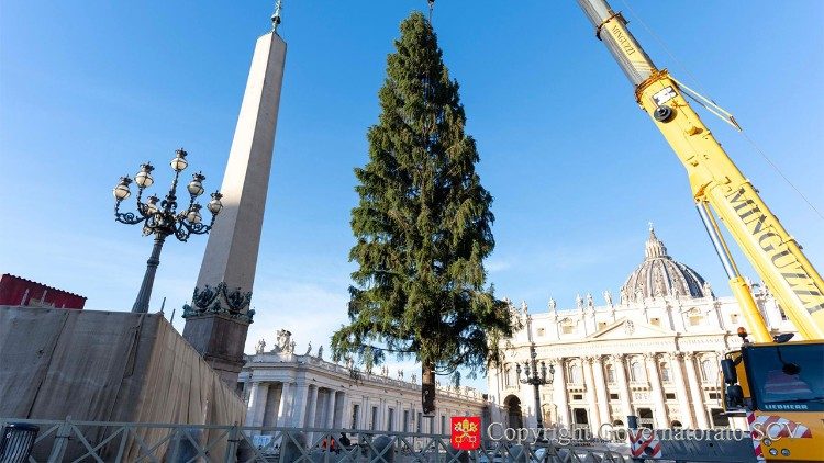 Vatican Christmas tree arrives in St. Peter’s Square - ExploreCatholic